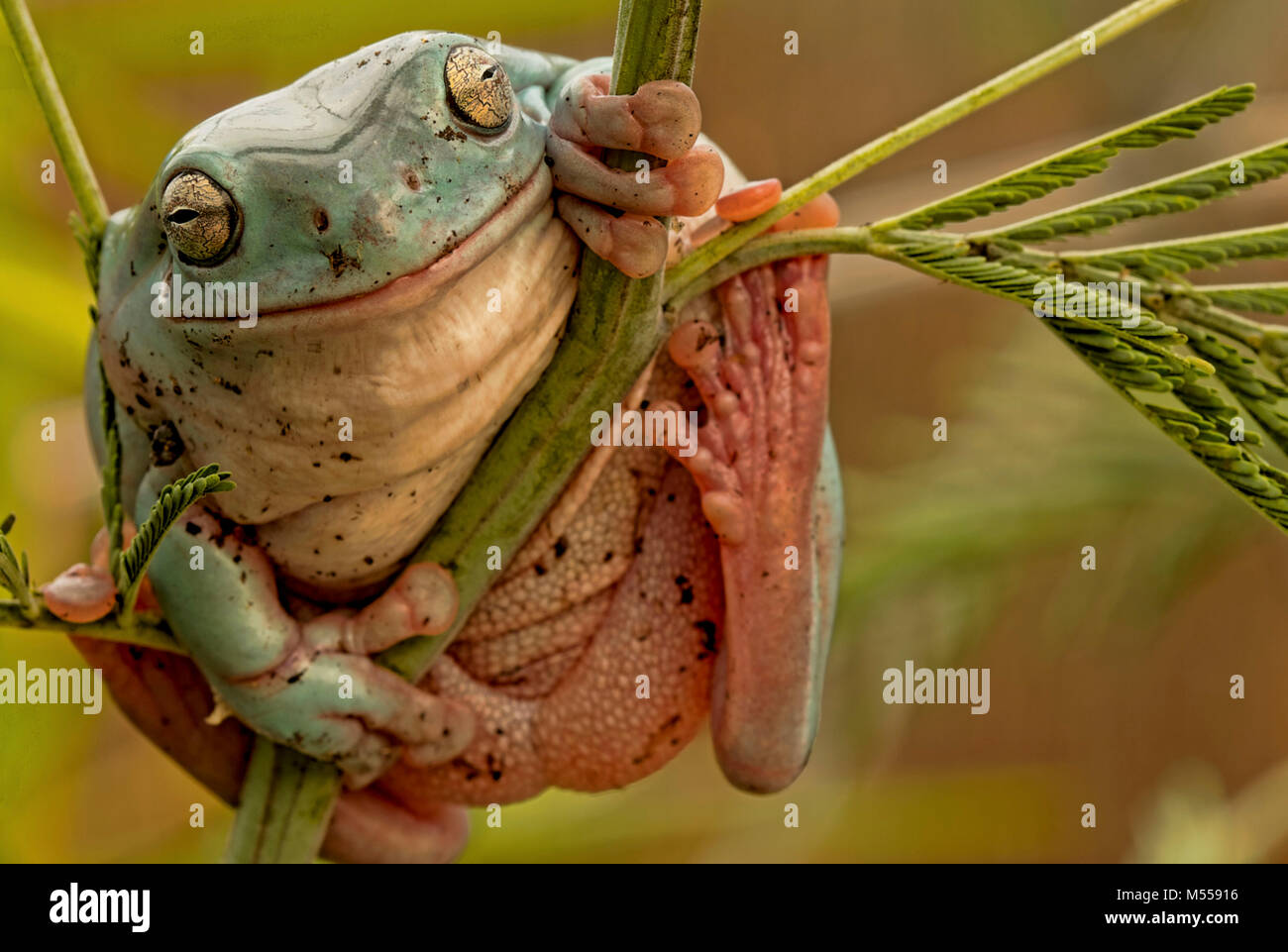 white tree frog Stock Photo - Alamy