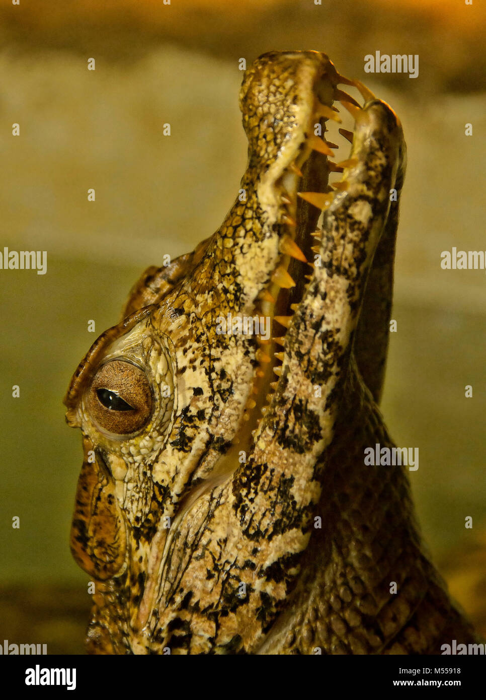 Crocodile hunters hi-res stock photography and images - Alamy