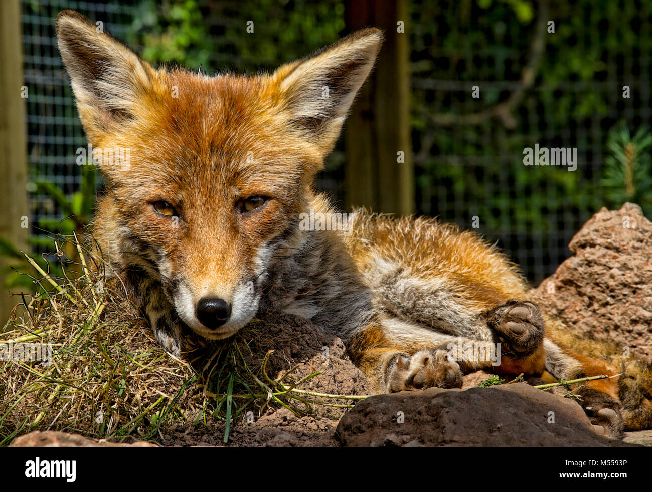 Grey fox cub hi-res stock photography and images - Alamy