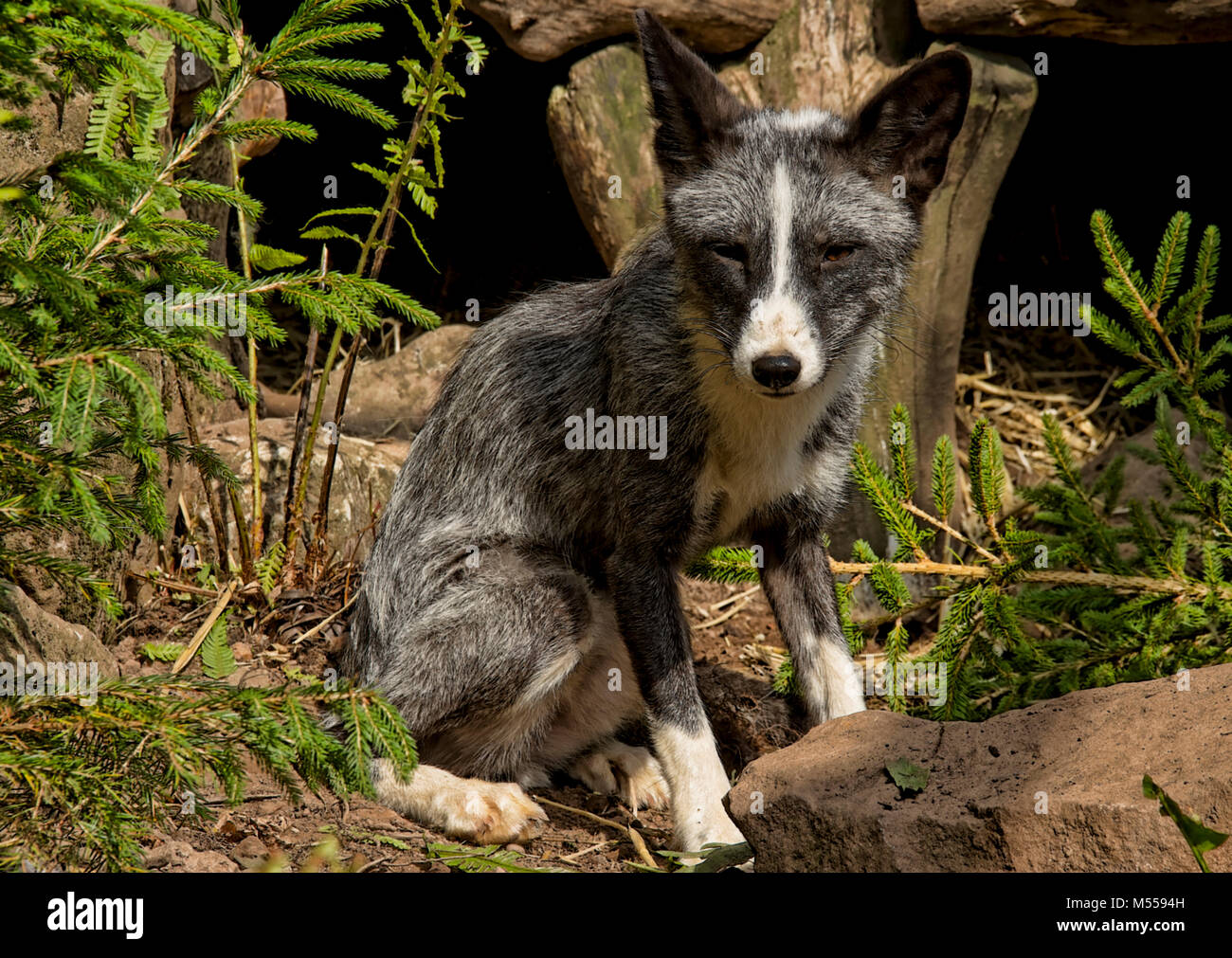 Grey fox cub hi-res stock photography and images - Alamy