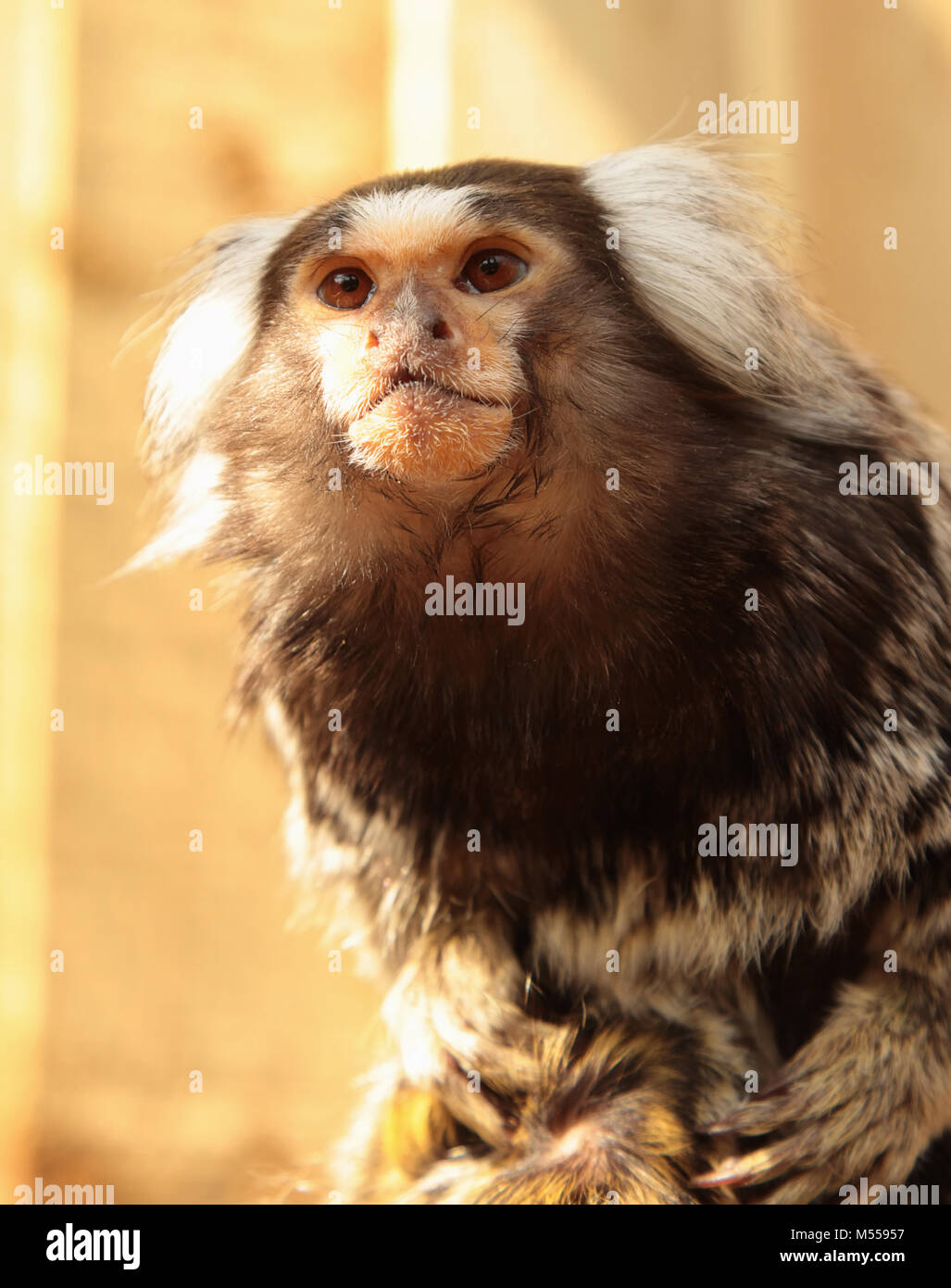 Cheeky monkey hi-res stock photography and images - Alamy