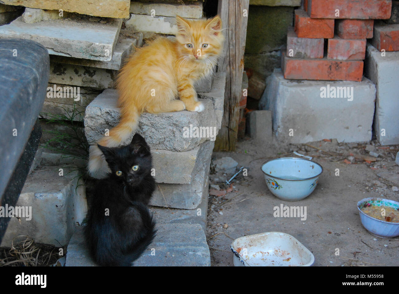 Two homeless kittens, black and red. Kind people feed homeless animals ...