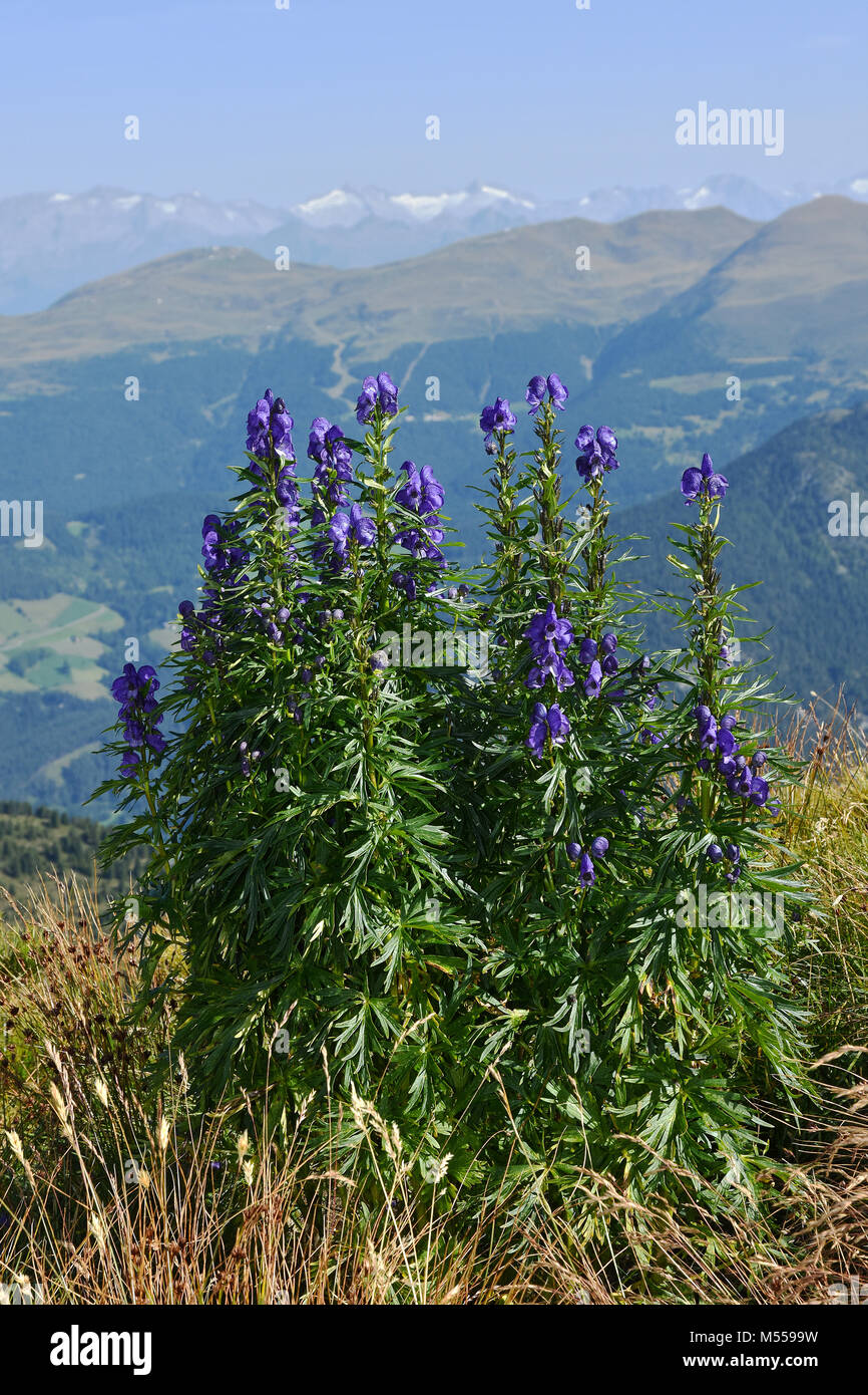 helmet flower in the dolomites; south tyrol; Italy Stock Photo - Alamy