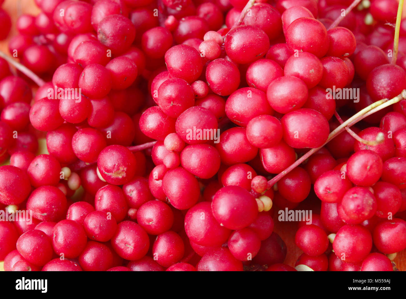 Fructus Schisandrae High Resolution Stock Photography and Images - Alamy