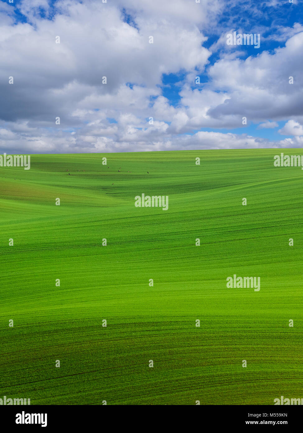 Famous moravian fields - Czech Republic Stock Photo - Alamy
