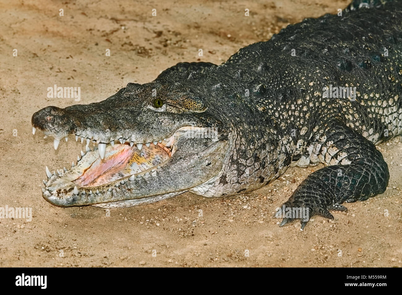 Carnivorous aquatic crocodile hi-res stock photography and images - Alamy
