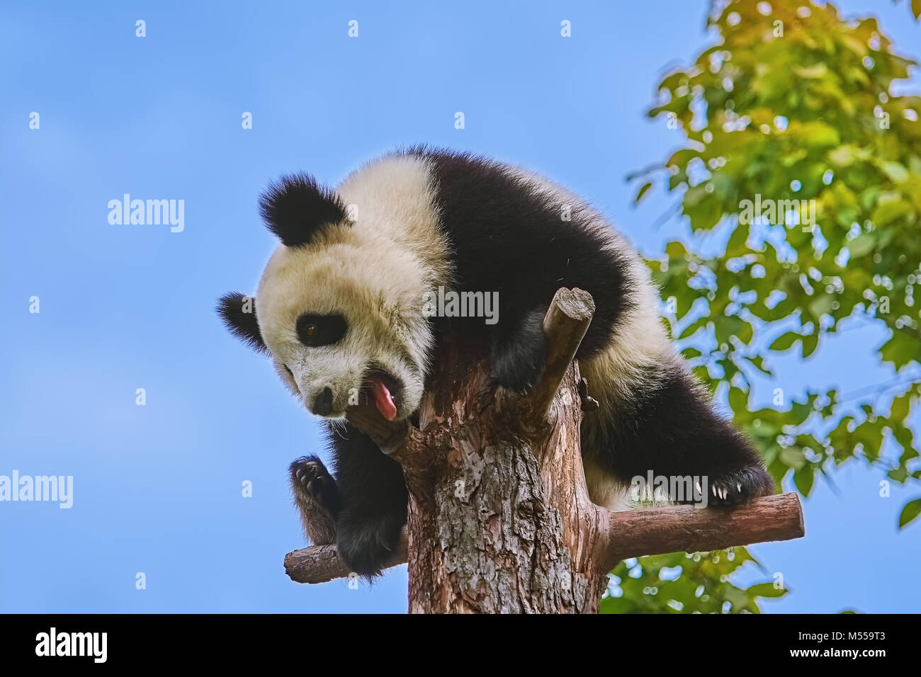 Wild panda tree hi-res stock photography and images - Alamy