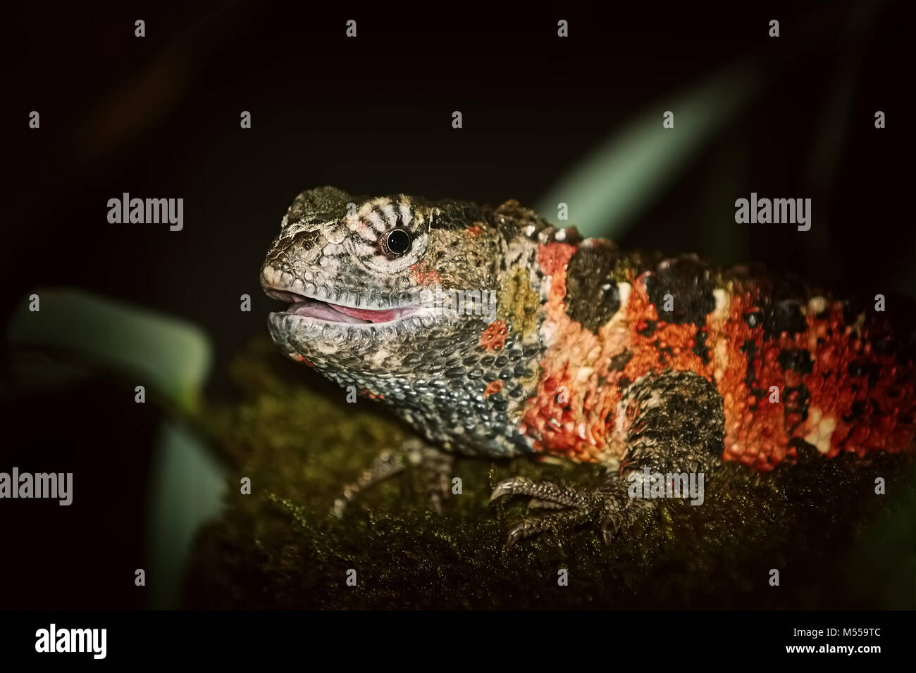 Chinese Crocodile Lizard (Shinisaurus Crocodilurus Stock Photo - Alamy