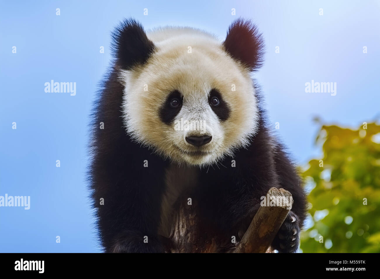 Giant Panda at the Tree Stock Photo - Alamy