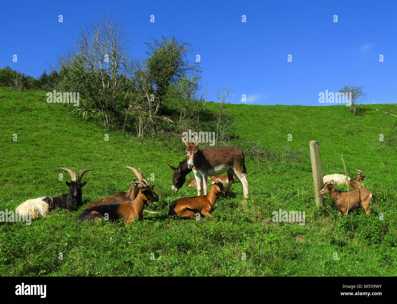 German goat hi-res stock photography and images - Alamy