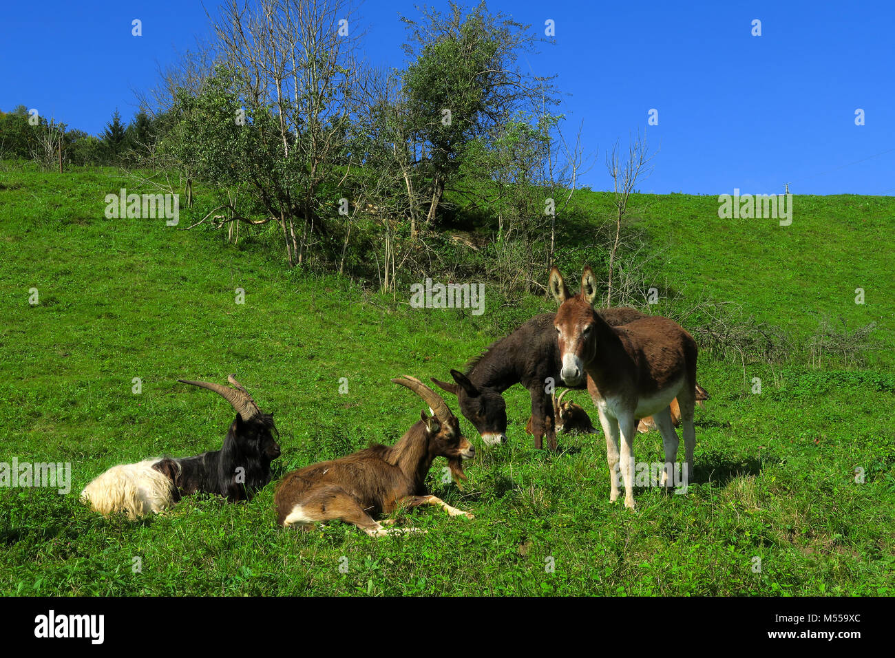 Donkey And Goat High Resolution Stock Photography and Images - Alamy