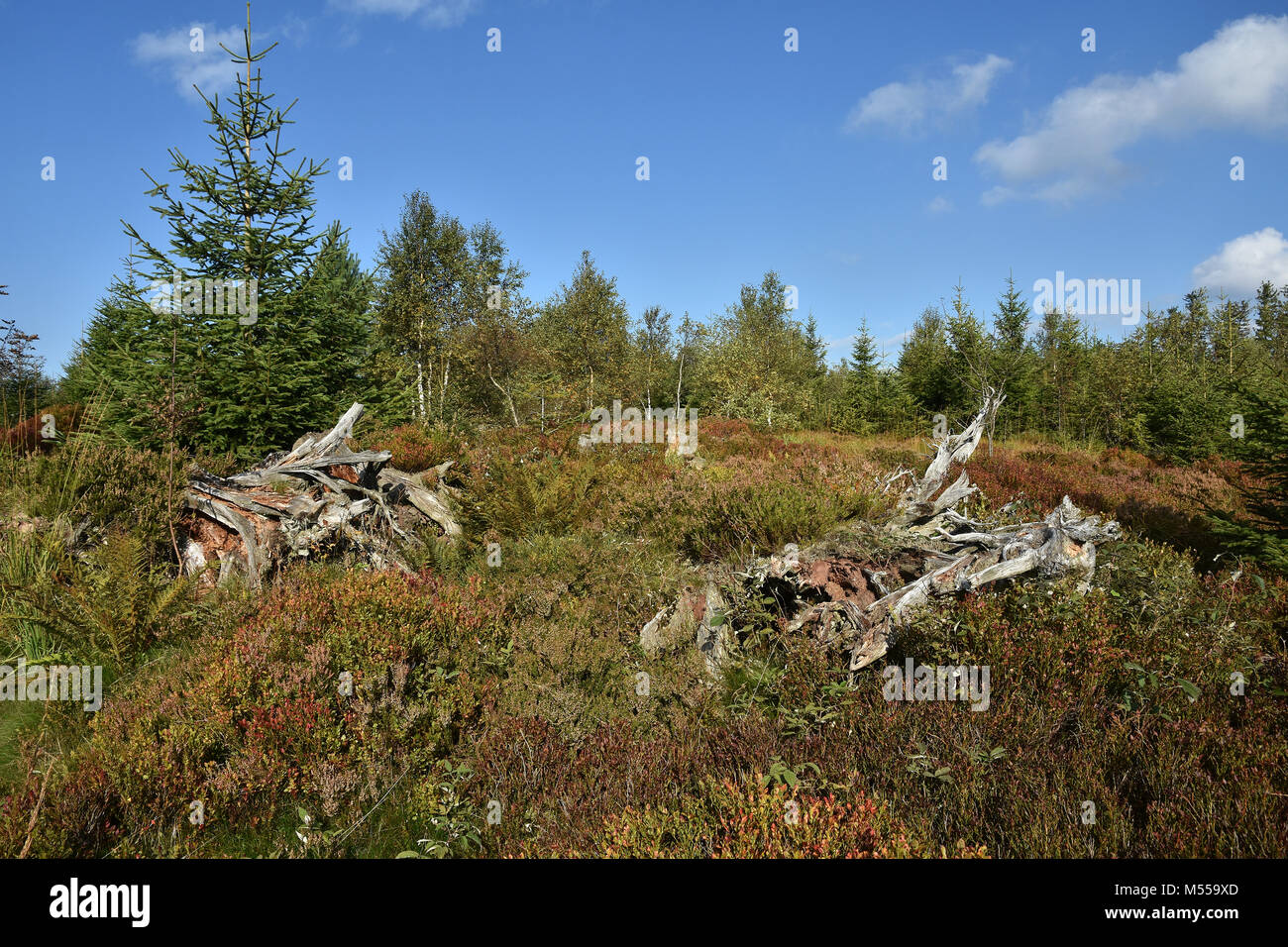 Black forest autumn germany hi-res stock photography and images - Alamy