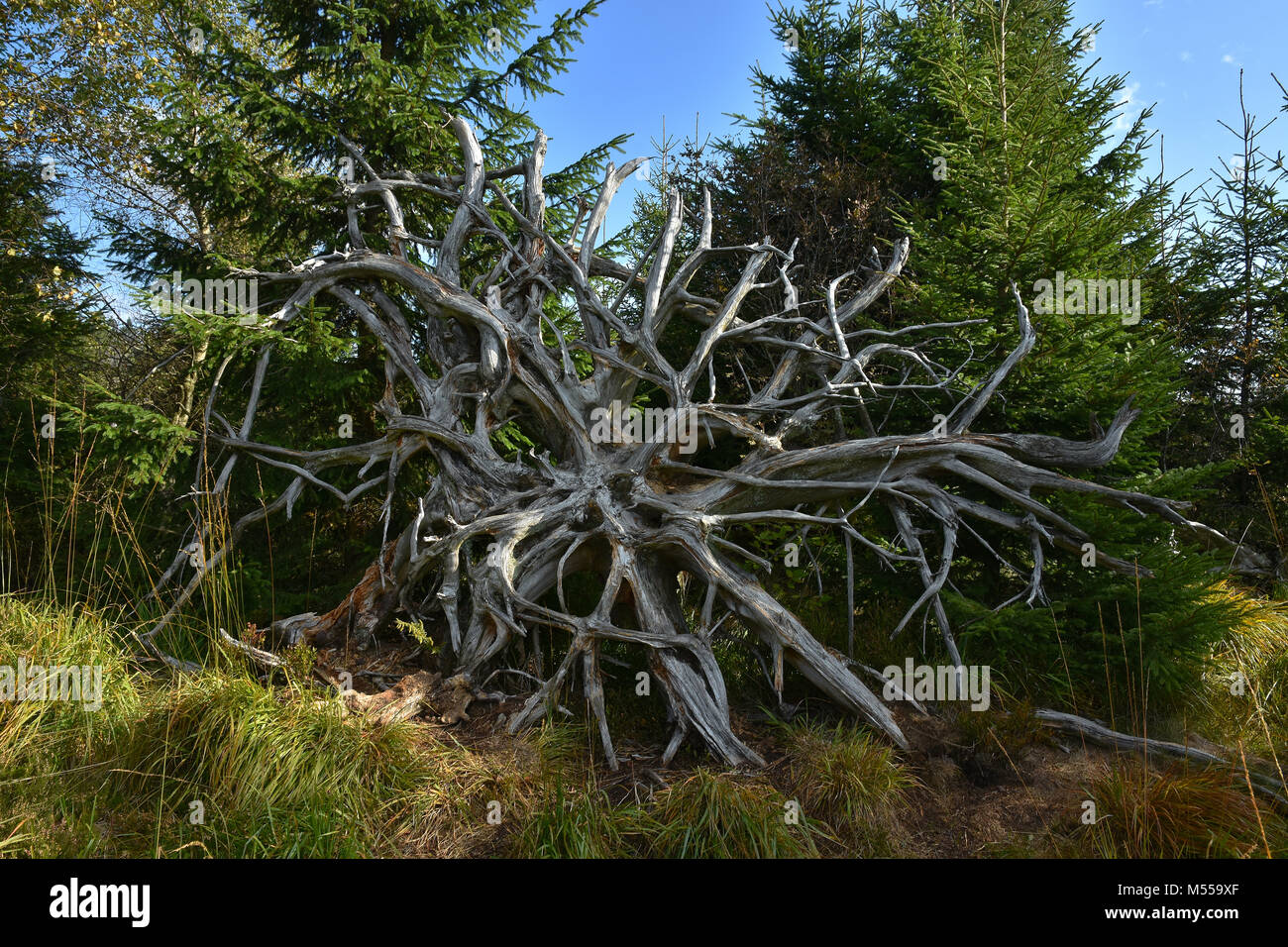 Rootstock hi-res stock photography and images - Alamy