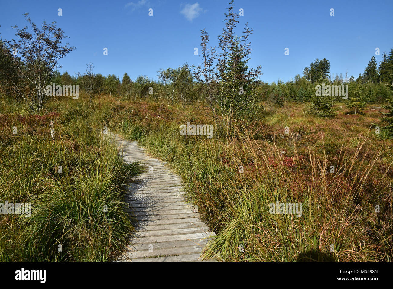 Forest path fir spruce hi-res stock photography and images - Alamy