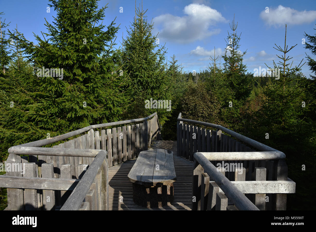 black forest; Germany; experience path; Lotharpfad Stock Photo - Alamy