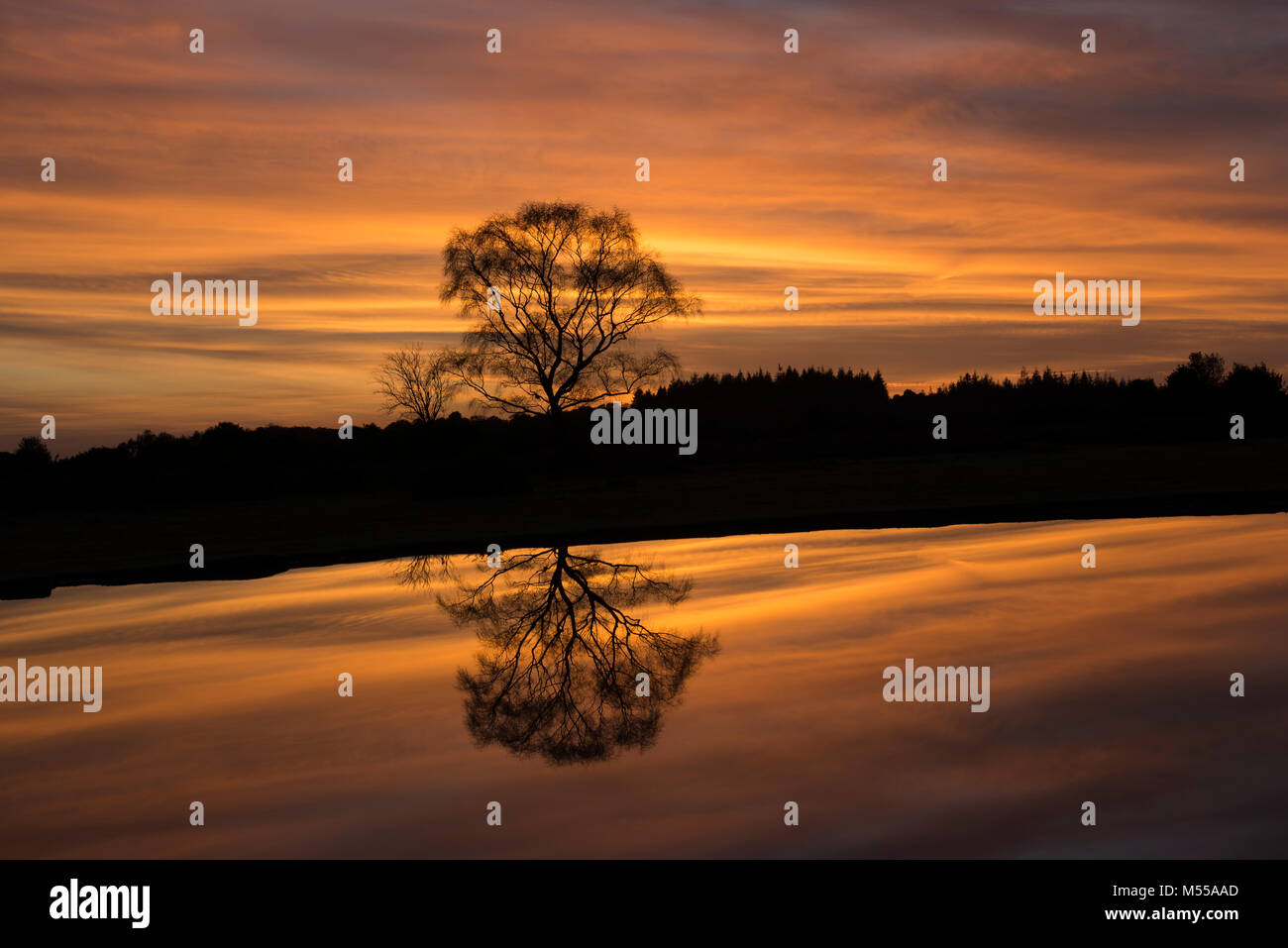 Sunset at Green Pond on Fritham Plain in the New Forest, Hampshire, UK ...