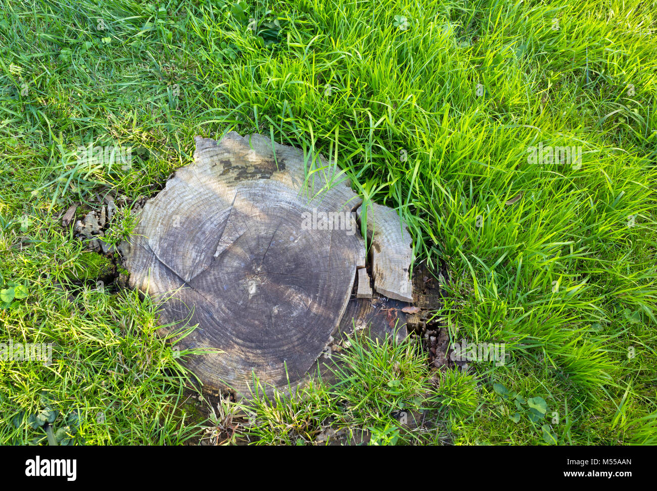 Above trunk hi-res stock photography and images - Alamy