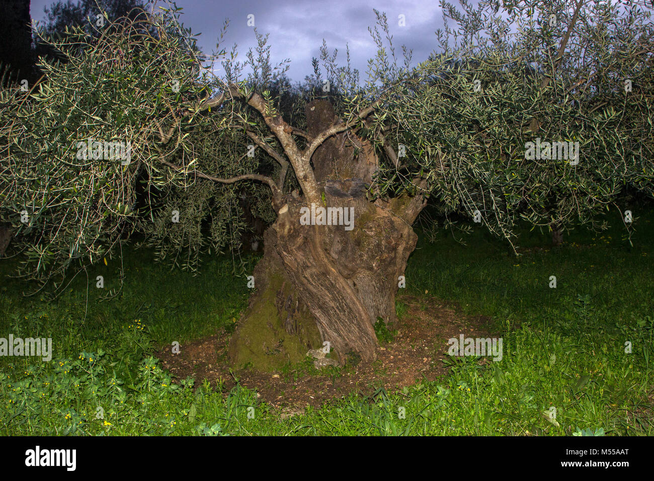 Old olive tree, olea europaea, in Lefkada, Greece Stock Photo - Alamy
