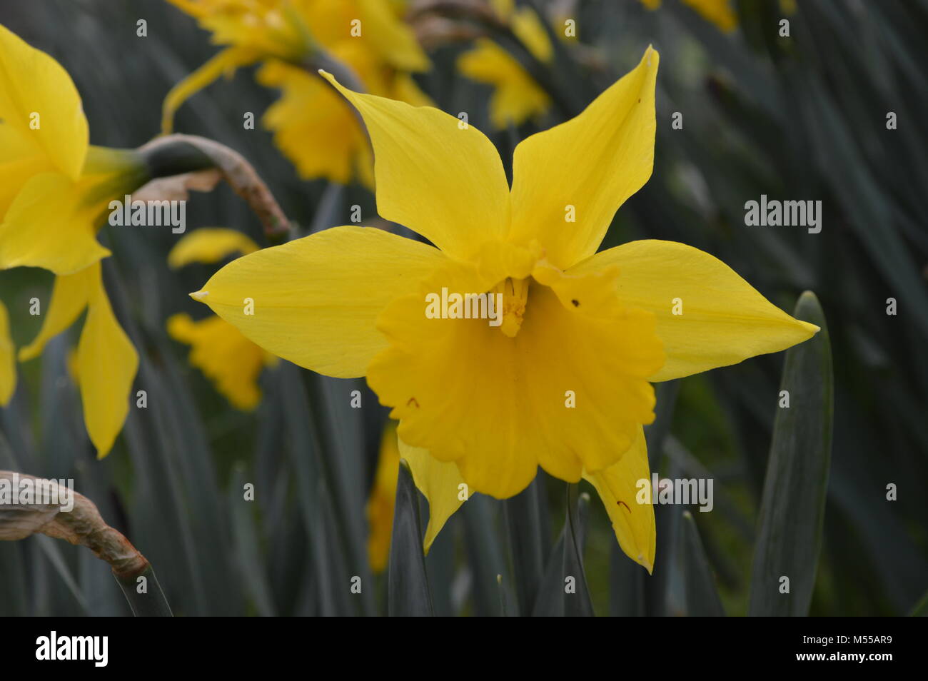 Wild daffodils growing on roadside Stock Photo - Alamy