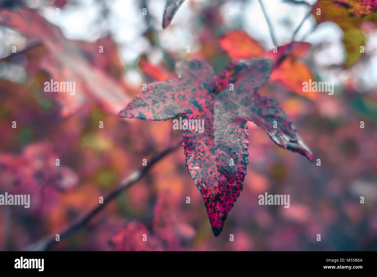 Changing season color hi-res stock photography and images - Alamy