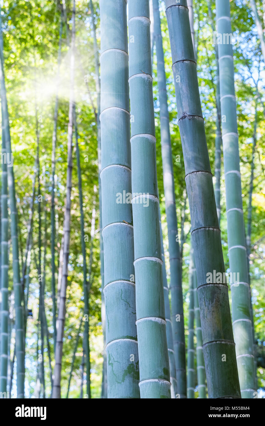 bamboo forest closeup Stock Photo - Alamy