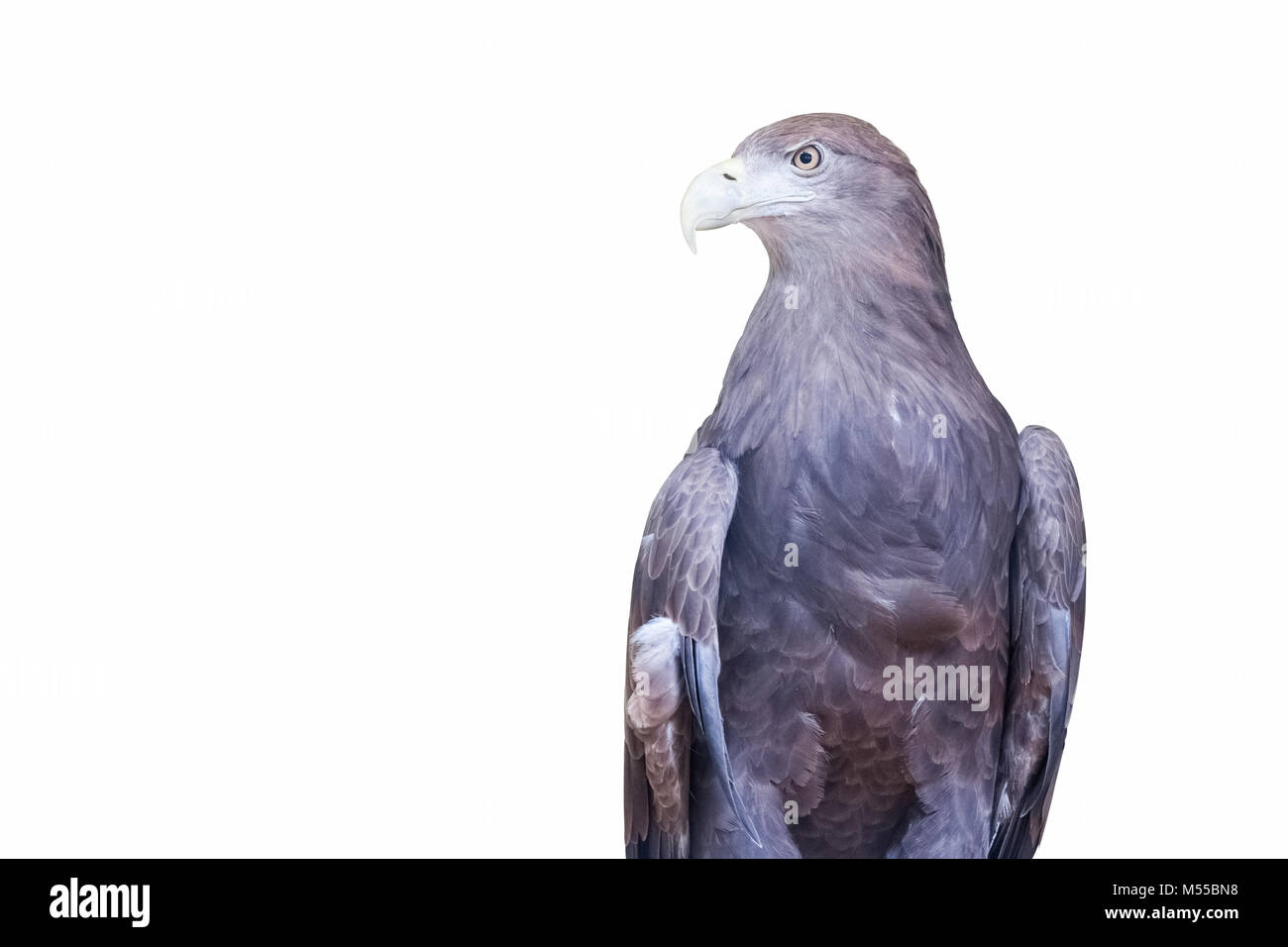 Grey bellied hawk hi-res stock photography and images - Alamy
