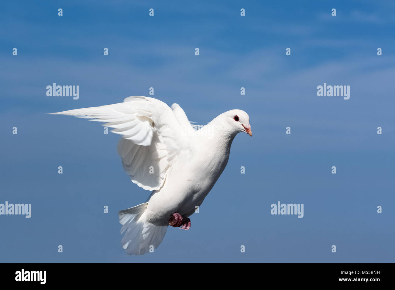 White dove feather hi-res stock photography and images - Alamy