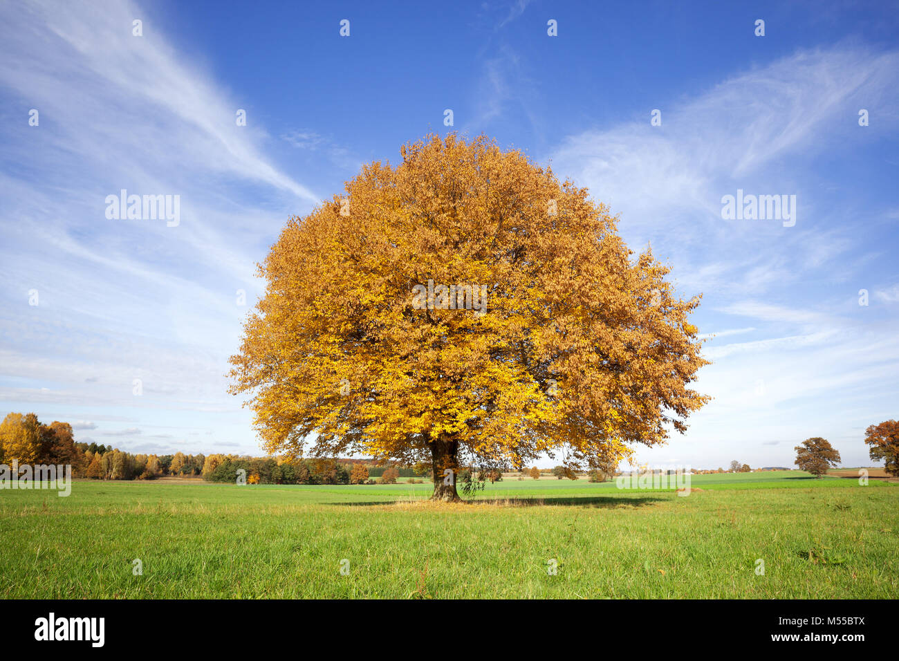 Tree in green meadow hi-res stock photography and images - Alamy
