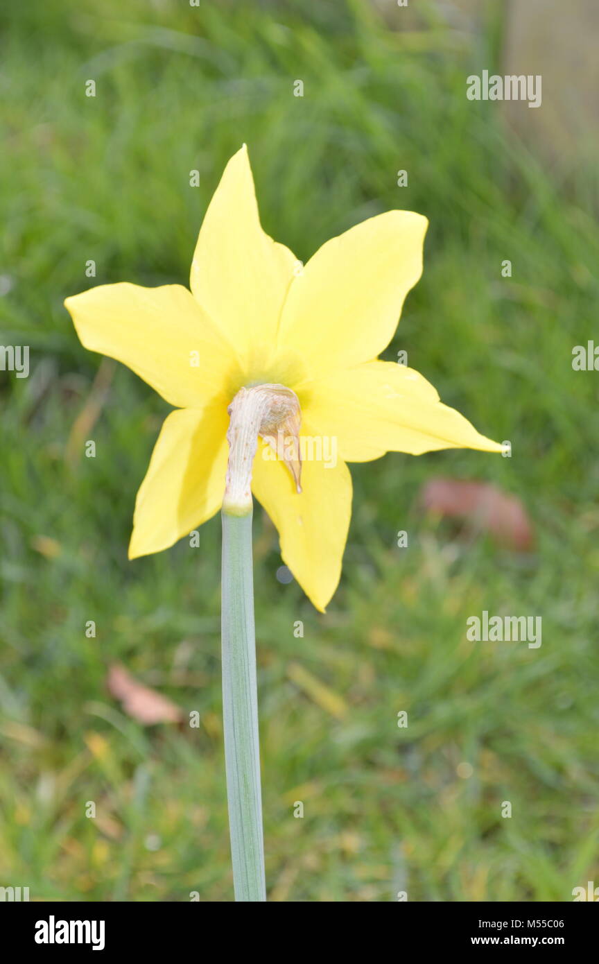 Wild daffodils growing on roadside Stock Photo - Alamy