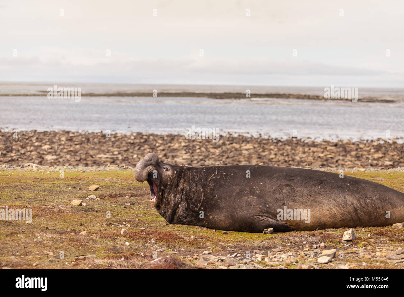 Male (Bull) Elephant Seall (Mirounga leonina) on land, close up and ...