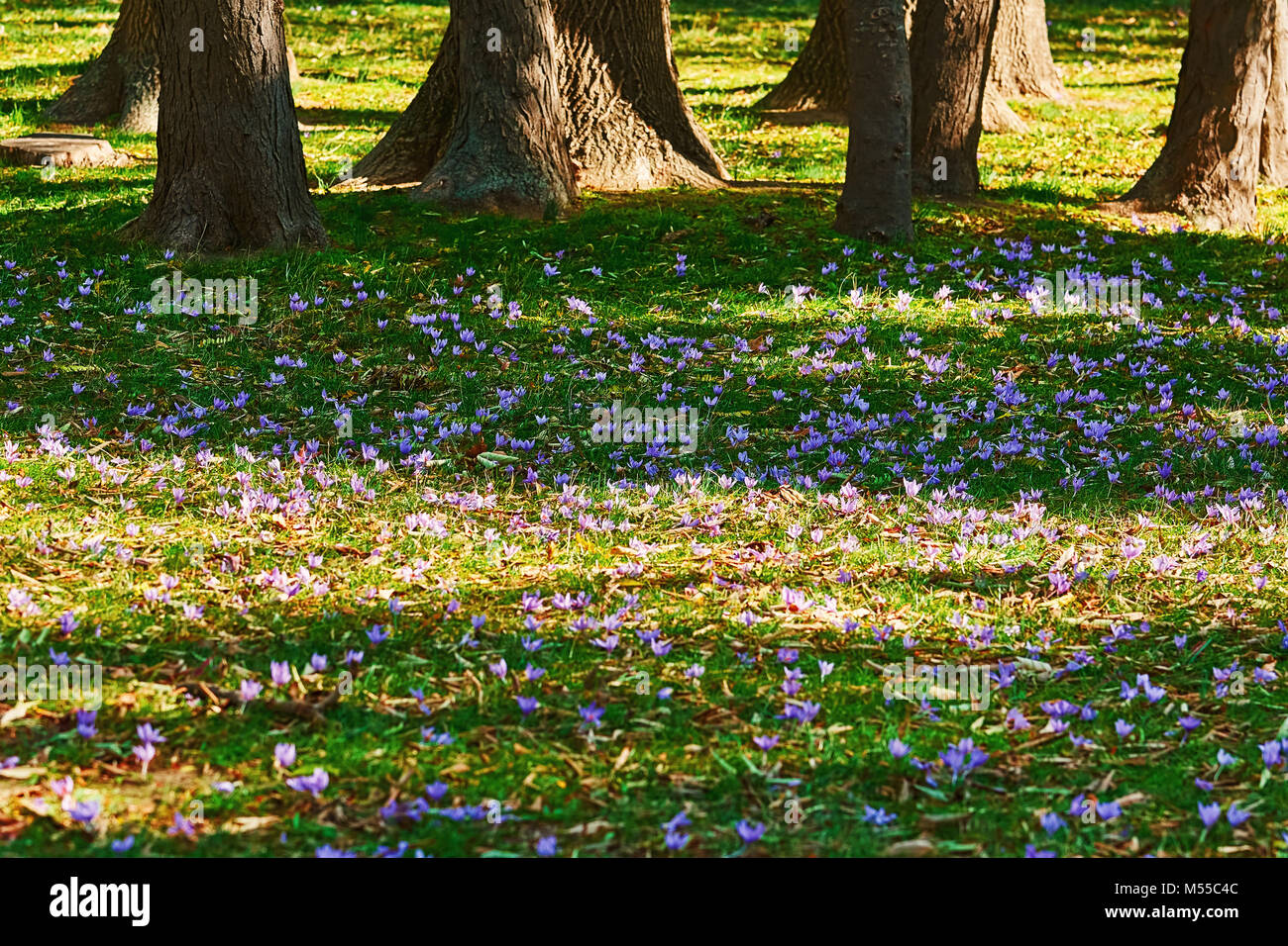 Open glade hi-res stock photography and images - Alamy