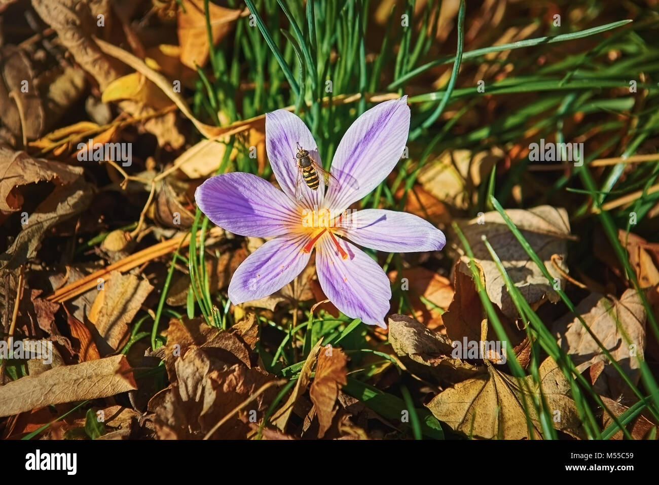 Bee in the Crocus Stock Photo - Alamy