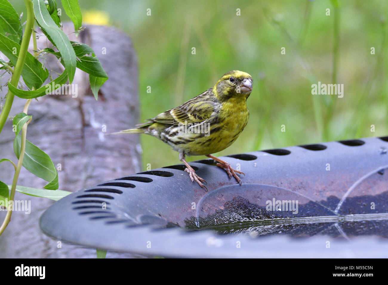 Serin grass hi-res stock photography and images - Alamy