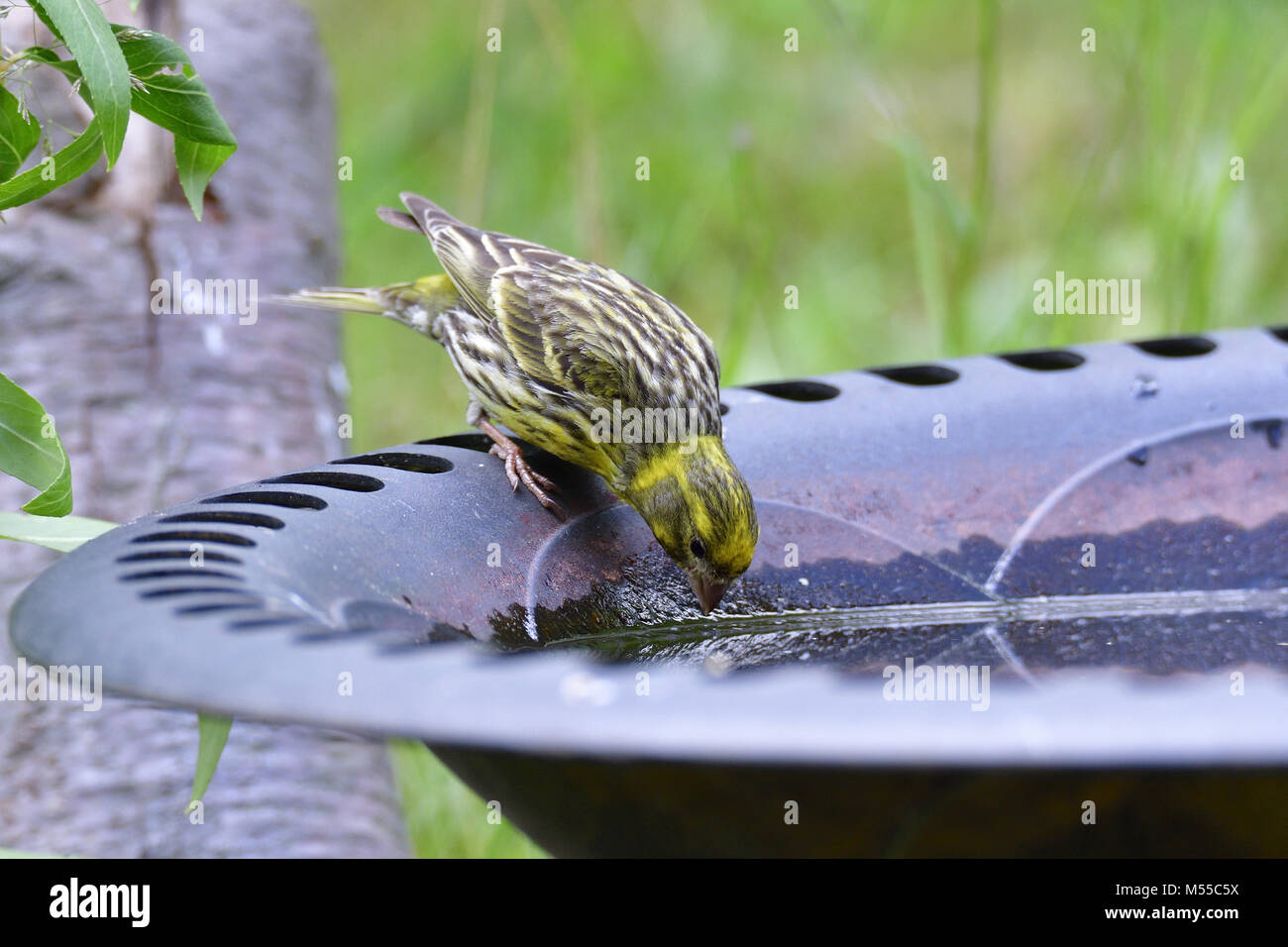 Beautiful serin hi-res stock photography and images - Alamy