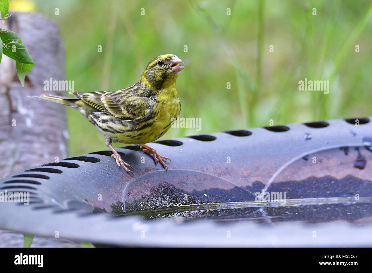 Beautiful serin hi-res stock photography and images - Alamy