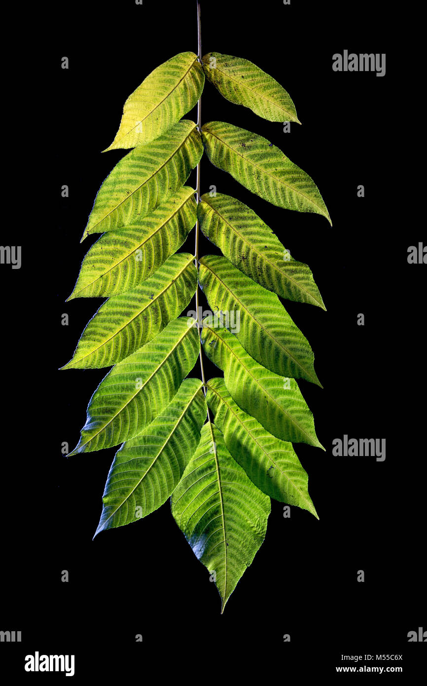 Manchurian Maple High Resolution Stock Photography and Images - Alamy