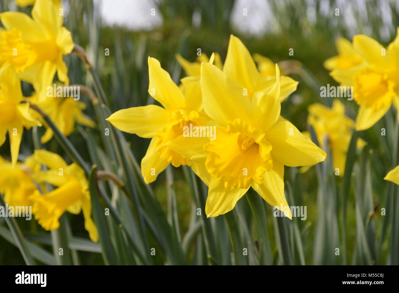 Wild daffodils growing on roadside Stock Photo - Alamy