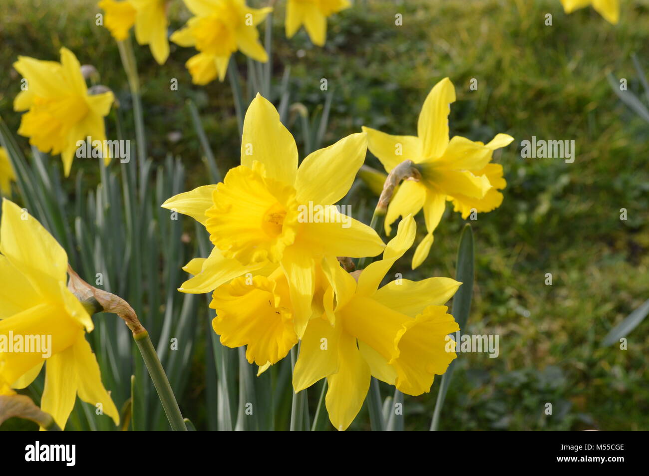 Wild daffodils growing on roadside Stock Photo - Alamy
