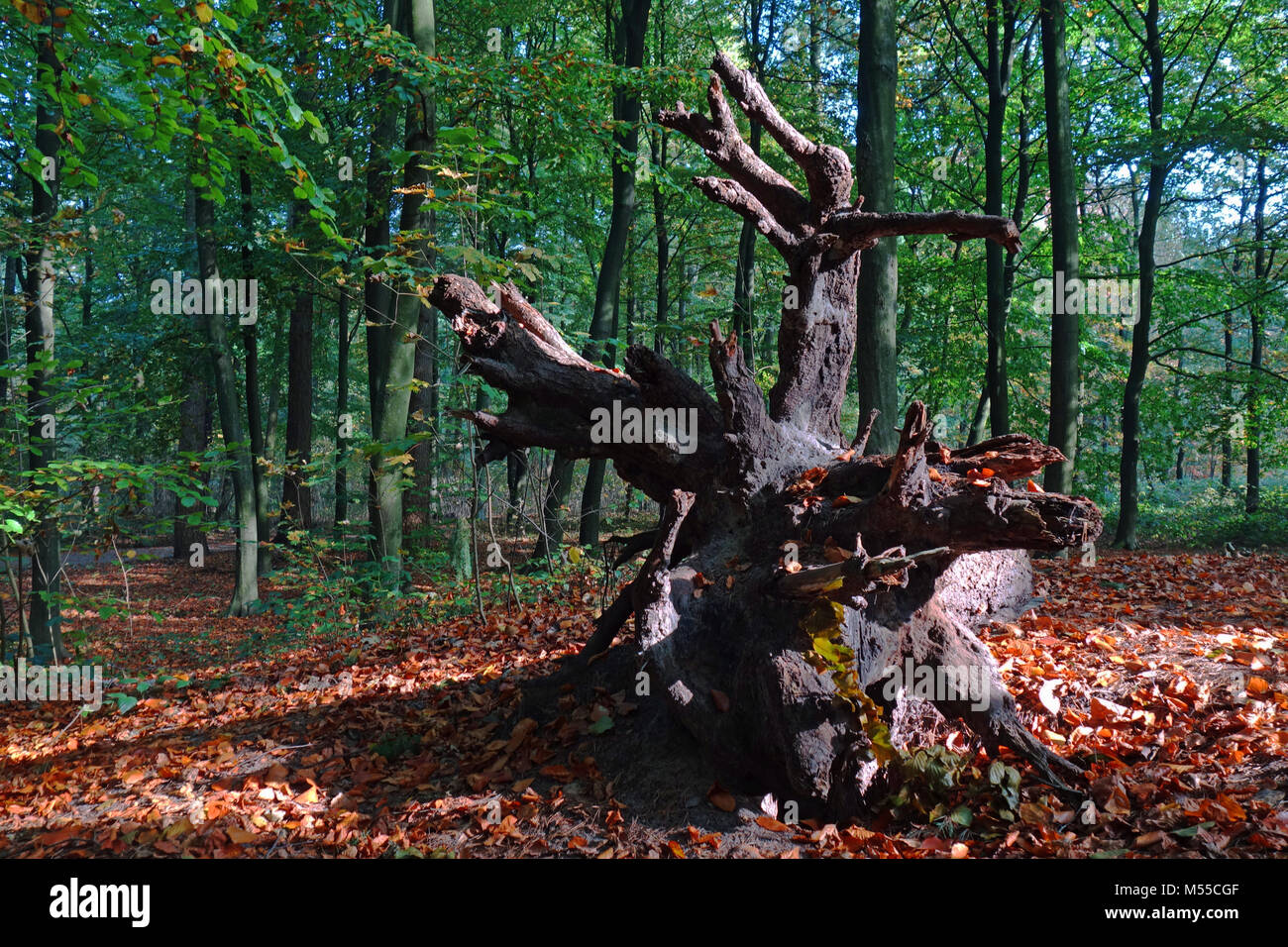 Death tree stumps hi-res stock photography and images - Alamy