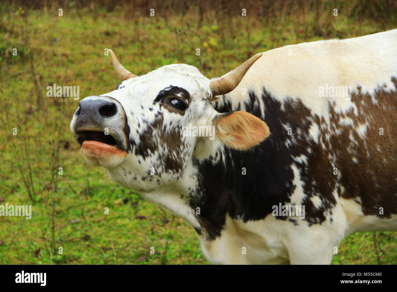 cow cries loudly on the pasture Stock Photo - Alamy