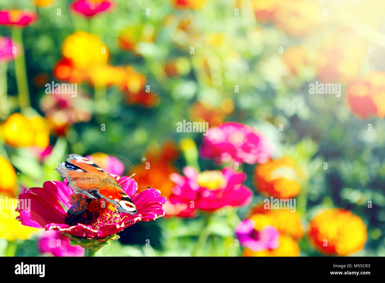Different colors of summer. butterfly sits on the flower Stock Photo ...