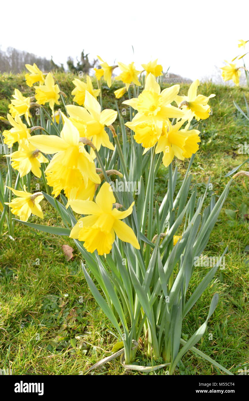 Wild daffodils growing on roadside Stock Photo - Alamy