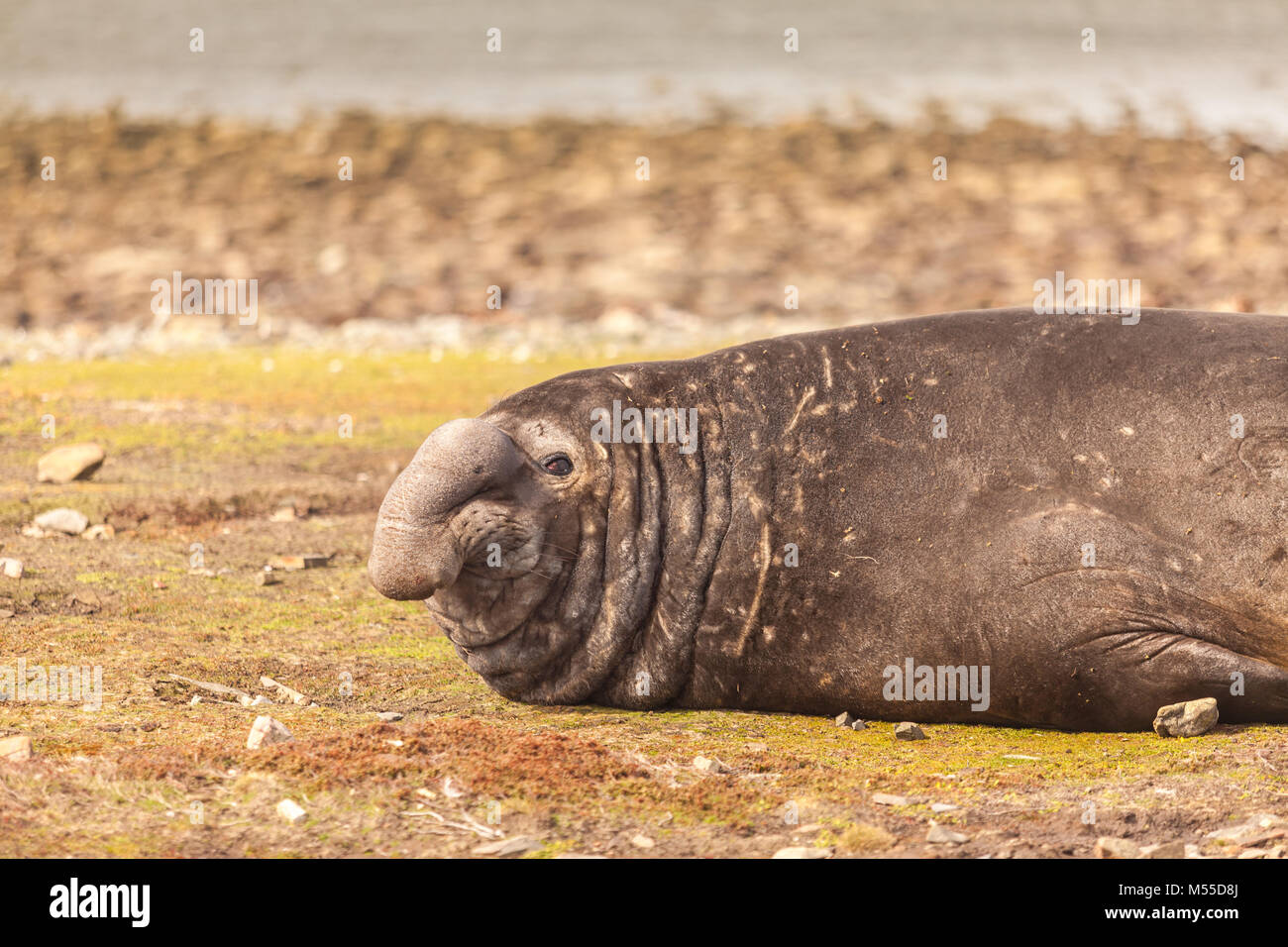 Male (Bull) Elephant Seall (Mirounga leonina) on land, close up and ...