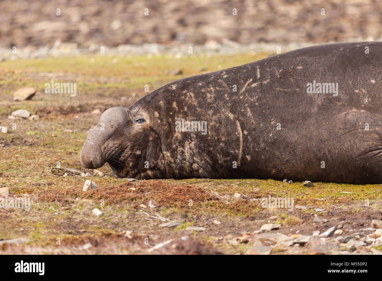 Male (Bull) Elephant Seall (Mirounga leonina) on land, close up and ...