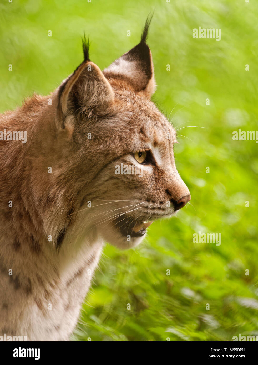 Lany lynx hi-res stock photography and images - Alamy