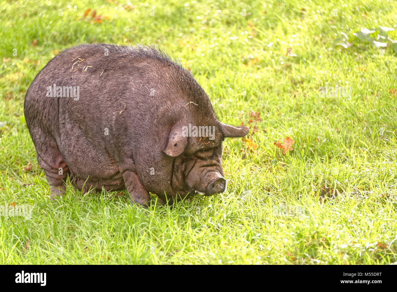 Fat pig hi-res stock photography and images - Alamy
