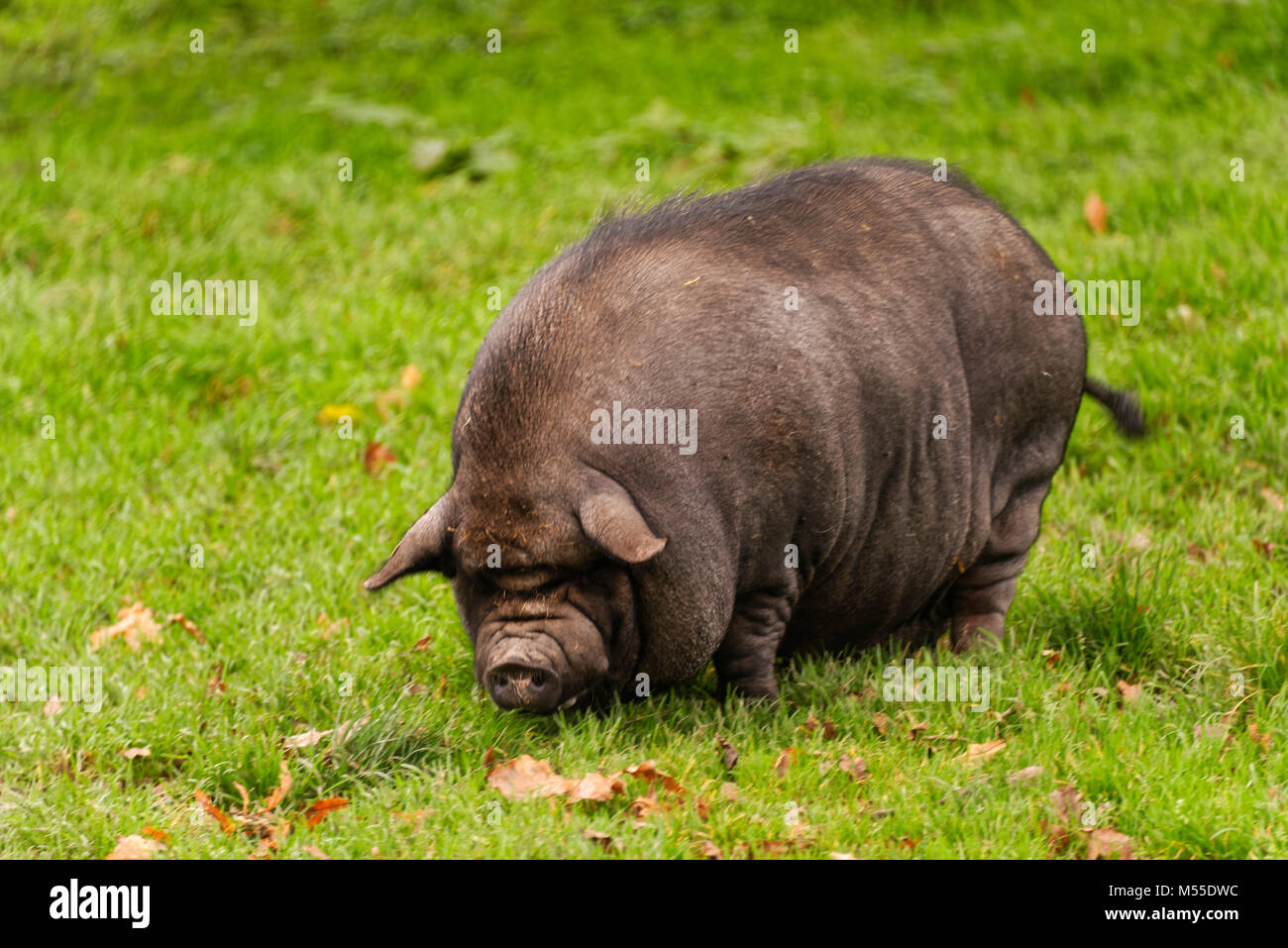 Fat pig hi-res stock photography and images - Alamy