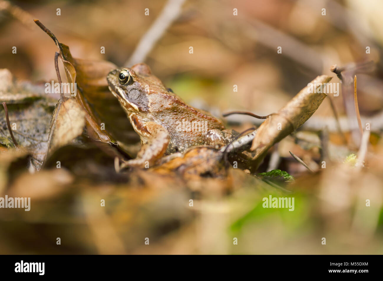 Toads side hi-res stock photography and images - Alamy
