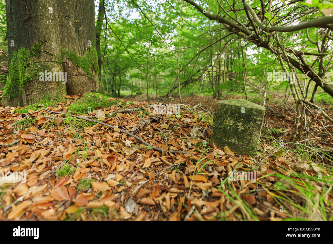 Naturally fallen tree hi-res stock photography and images - Alamy