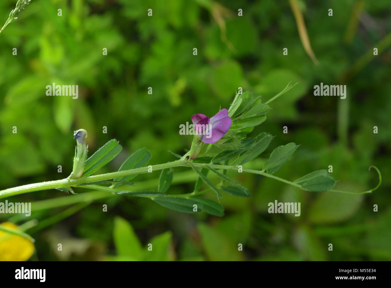 English vetch hi-res stock photography and images - Alamy